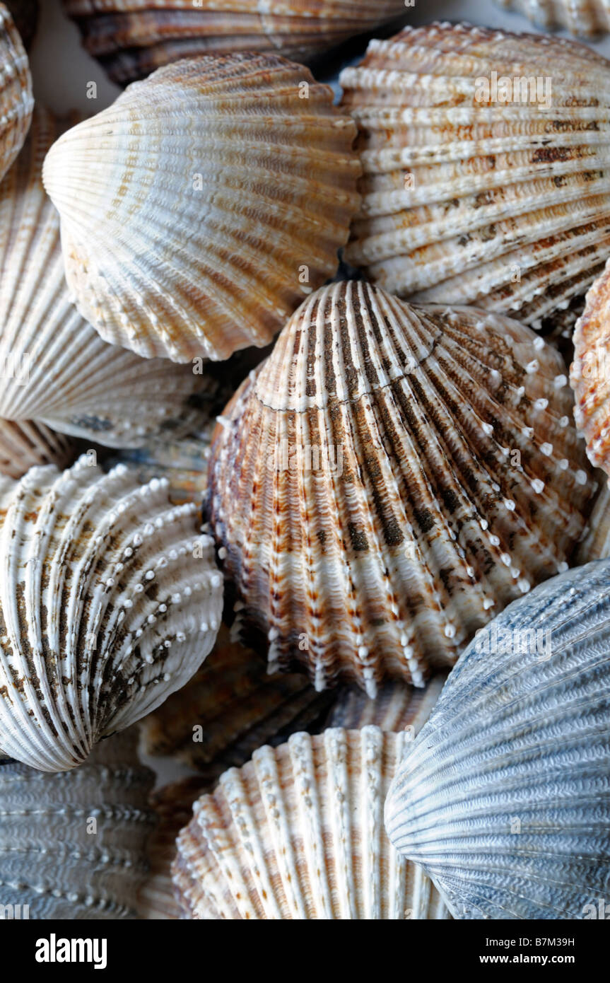 large group mix mixed assorted assortment scallop cockel shells many ...