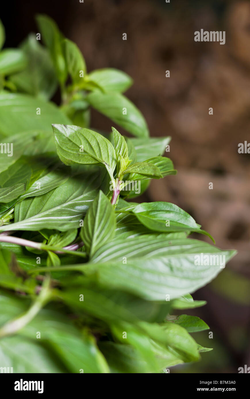 Bangkok fruit stall detail hi-res stock photography and images - Alamy