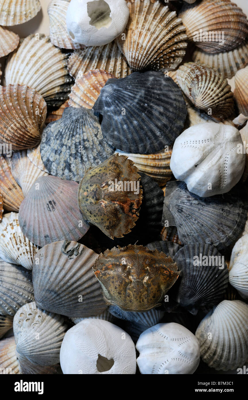 large group mix mixed assorted assortment scallop cockel shells crab ...