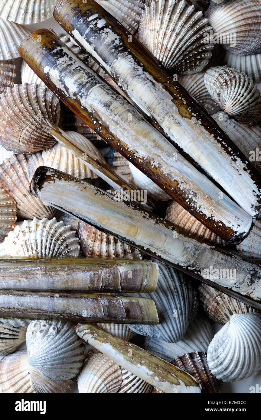 large group mix mixed assorted assortment scallop cockel shells razor ...