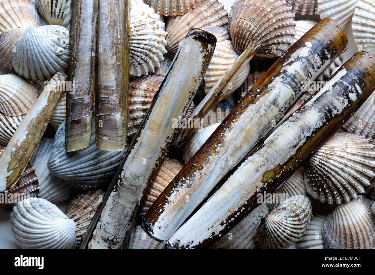 large group mix mixed assorted assortment scallop cockel shells razor ...