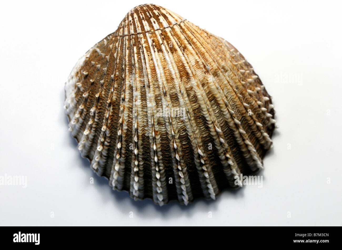 one single scallop shells seashell white background cutout detail ...