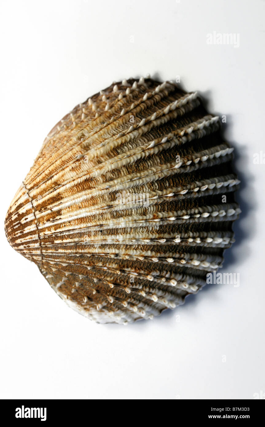 one single scallop shells seashell white background cutout detail ...