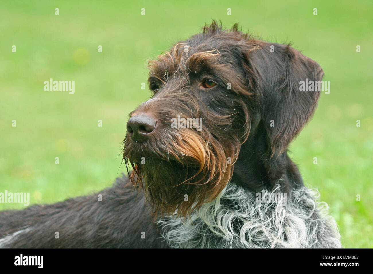 German wirehaired pointer head hi-res stock photography and images - Alamy