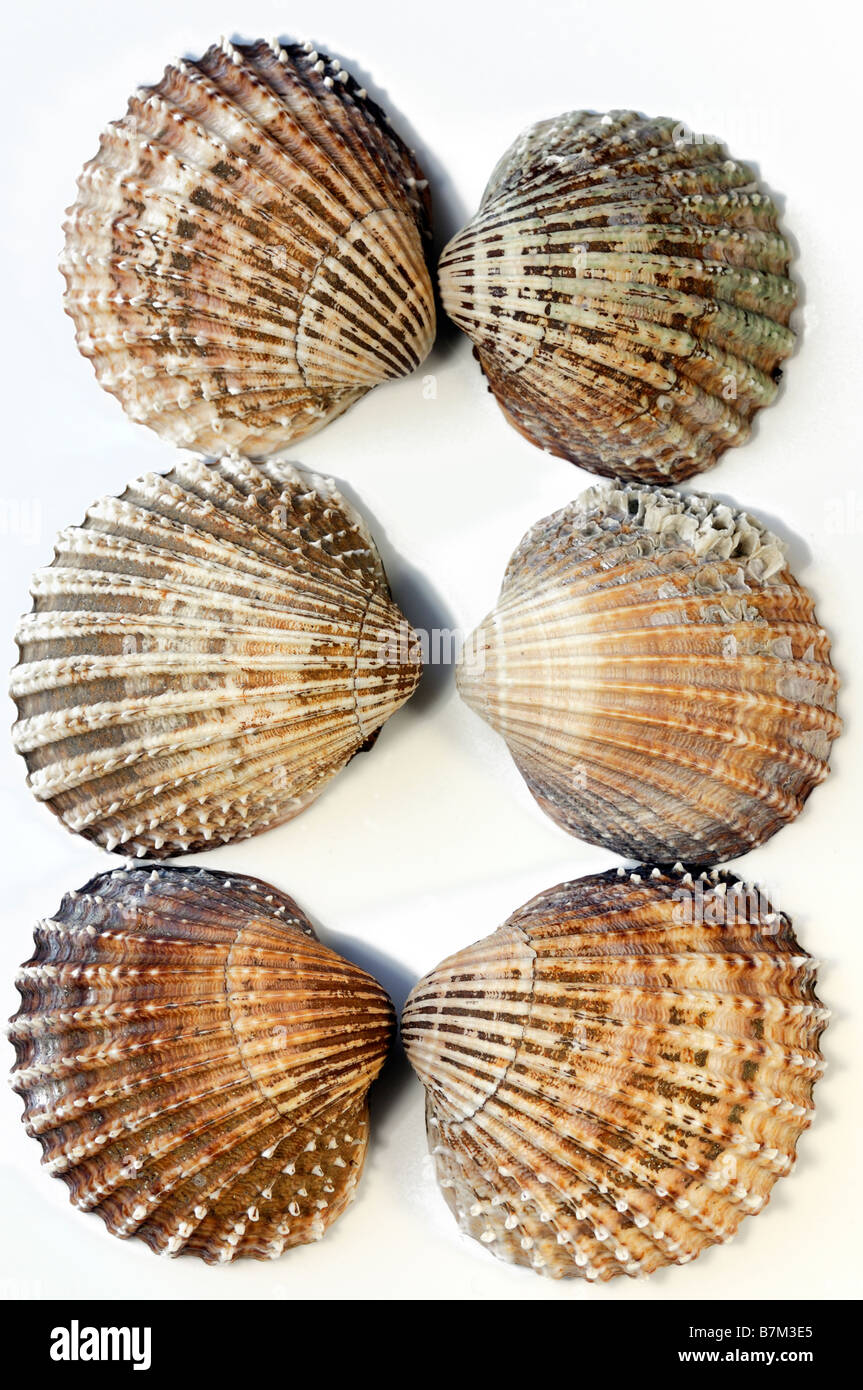 six scallop shells seashells white background cutout detail closeup ...