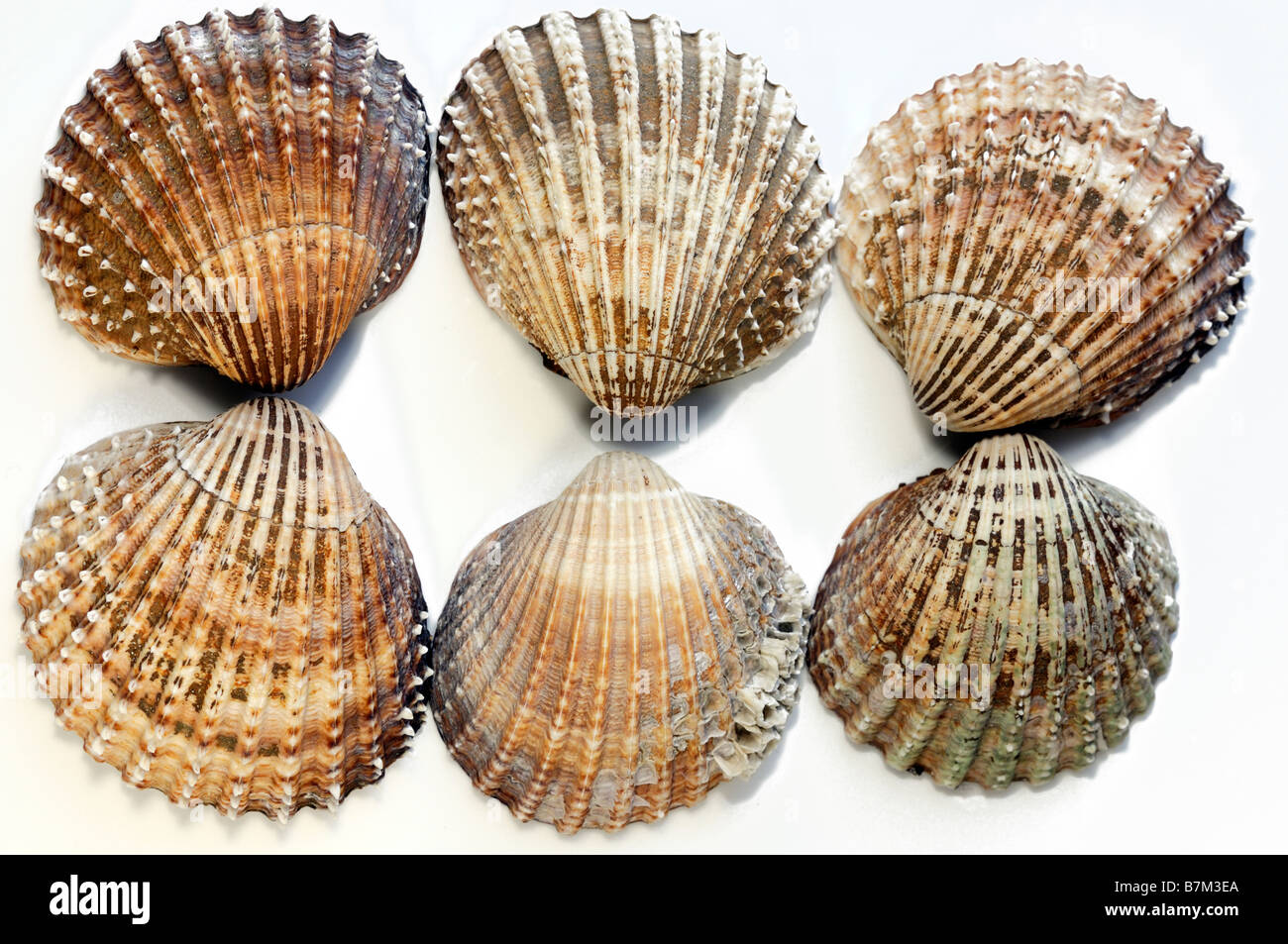 six scallop shells seashells white background cutout detail closeup ...