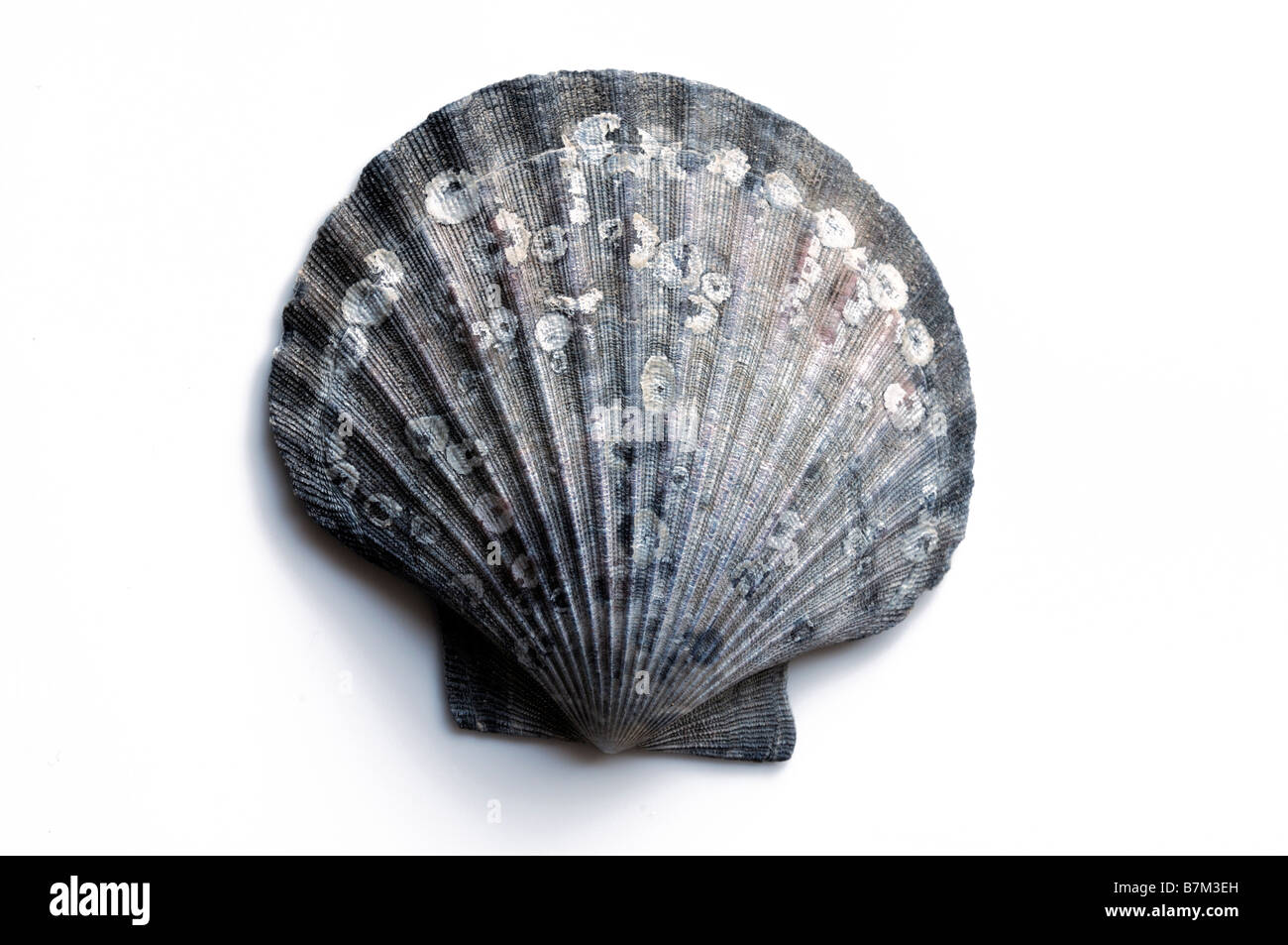 one single scallop shell seashell white background cutout detail ...