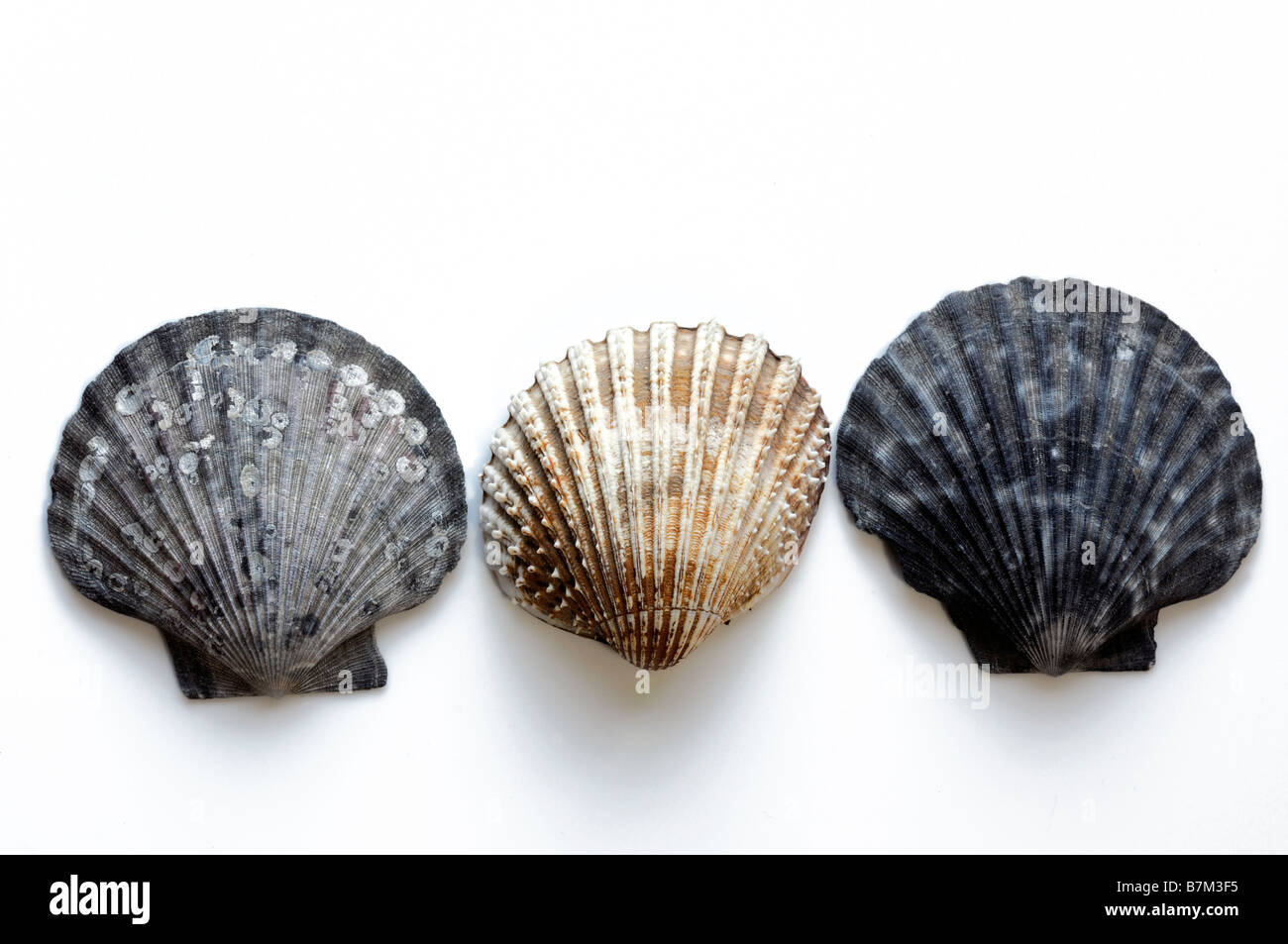 three scallop shells seashell white background cutout detail closeup ...