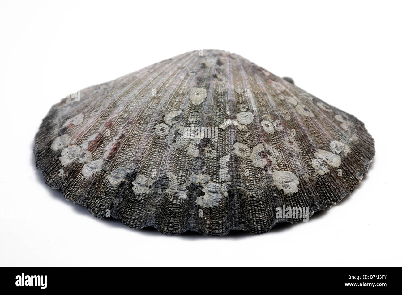 one single scallop shell seashell white background cutout detail ...