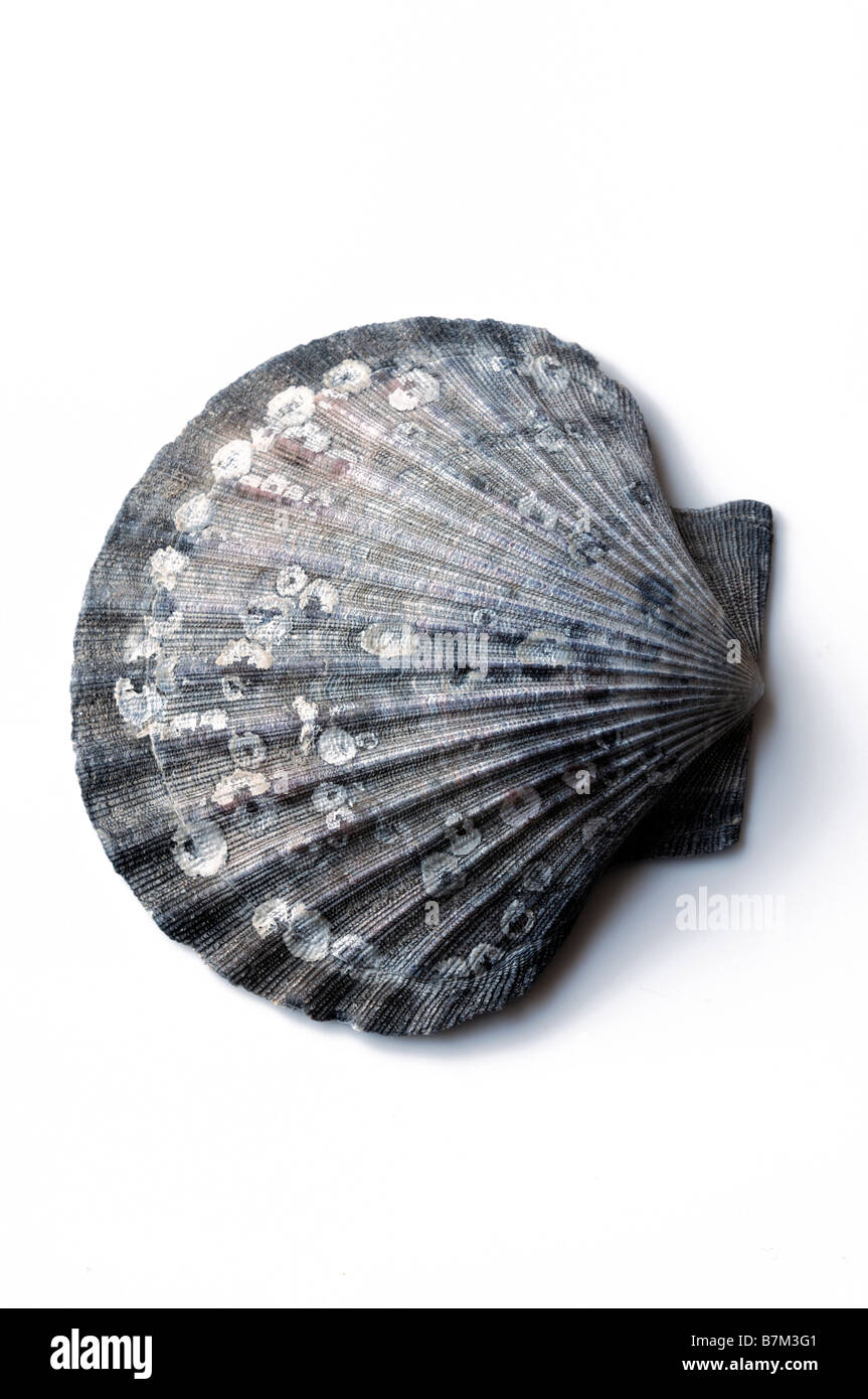 one single scallop shell seashell white background cutout detail ...