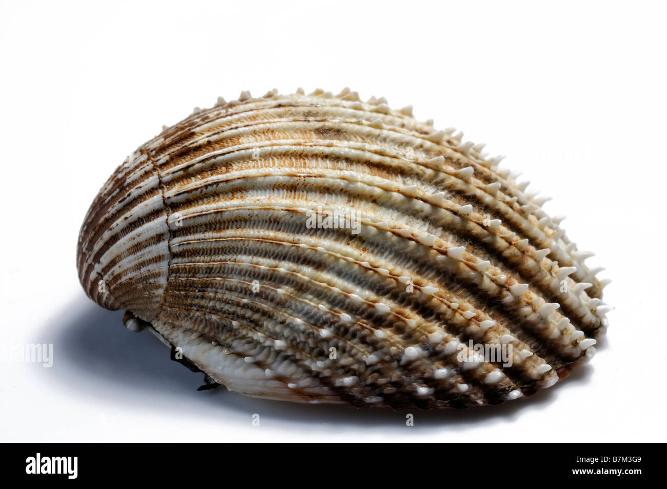 one single scallop shell seashell white background cutout detail ...