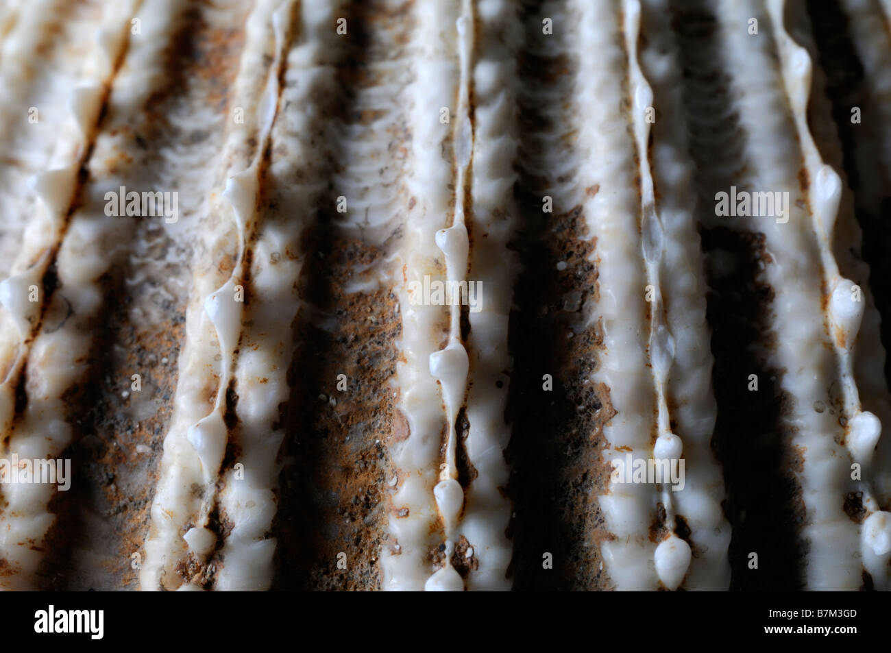 Radial ribs hi-res stock photography and images - Alamy