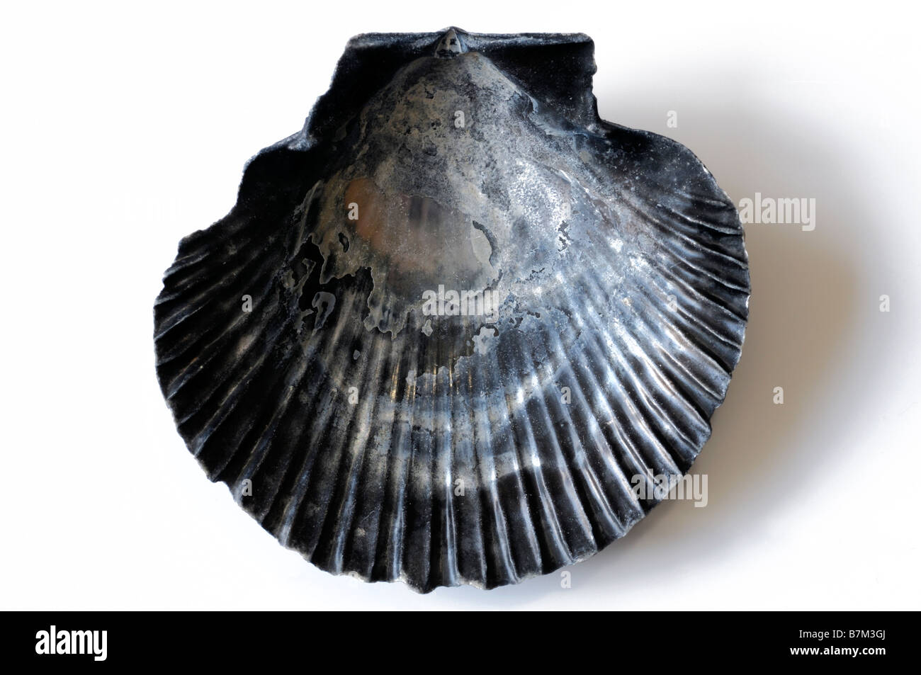 one single scallop shell seashell white background cutout detail ...