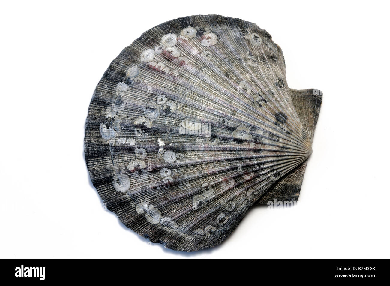 one single scallop shell seashell white background cutout detail ...