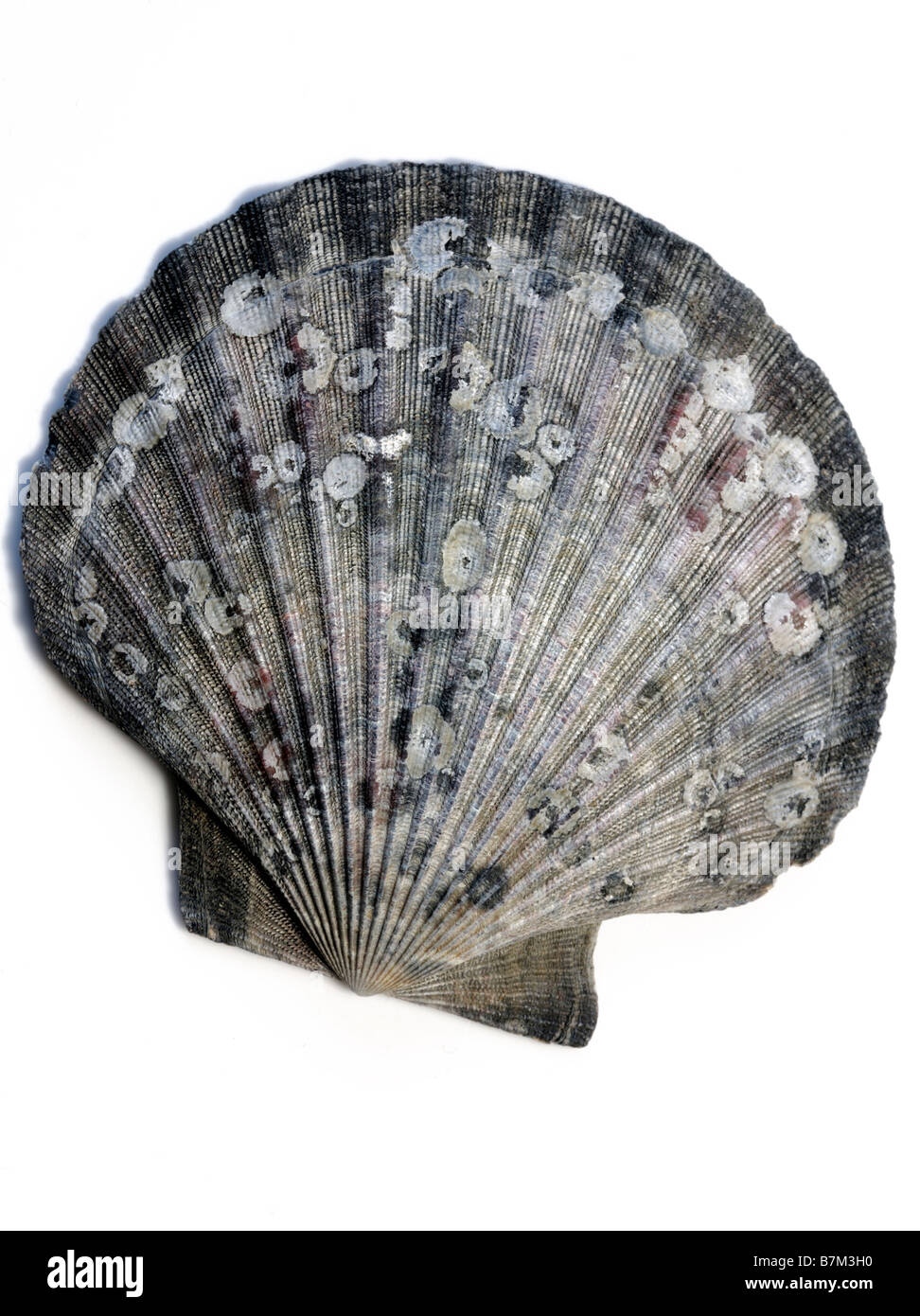 one single scallop shell seashell white background cutout detail ...
