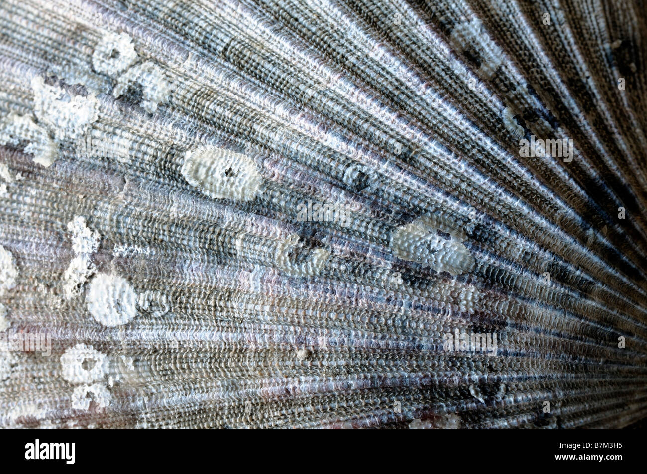 one single scallop shell seashell detail closeup close up ribs ribbed ...