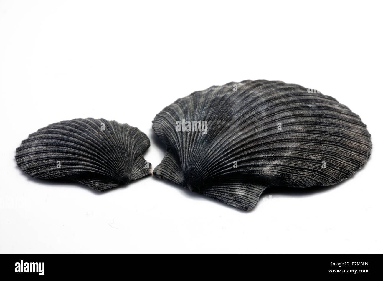 two scallop shells seashells white background cutout detail closeup ...