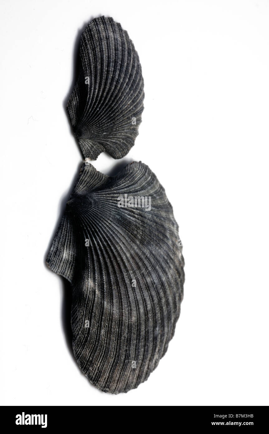 two scallop shells seashells white background cutout detail closeup ...
