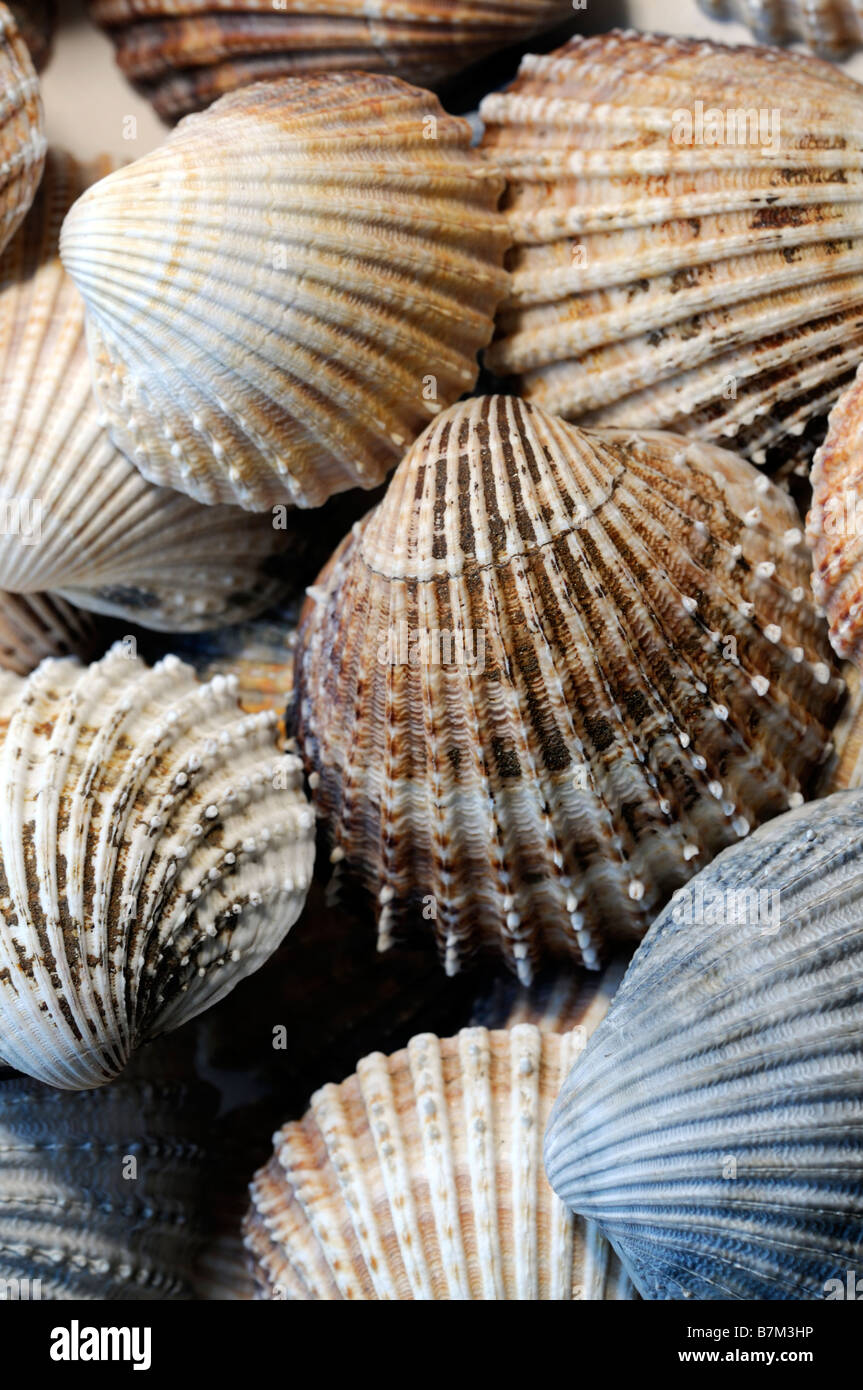 large group mix mixed assorted assortment scallop cockel shells many ...