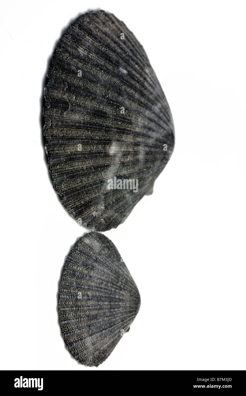 two scallop shells seashells white background cutout detail closeup ...