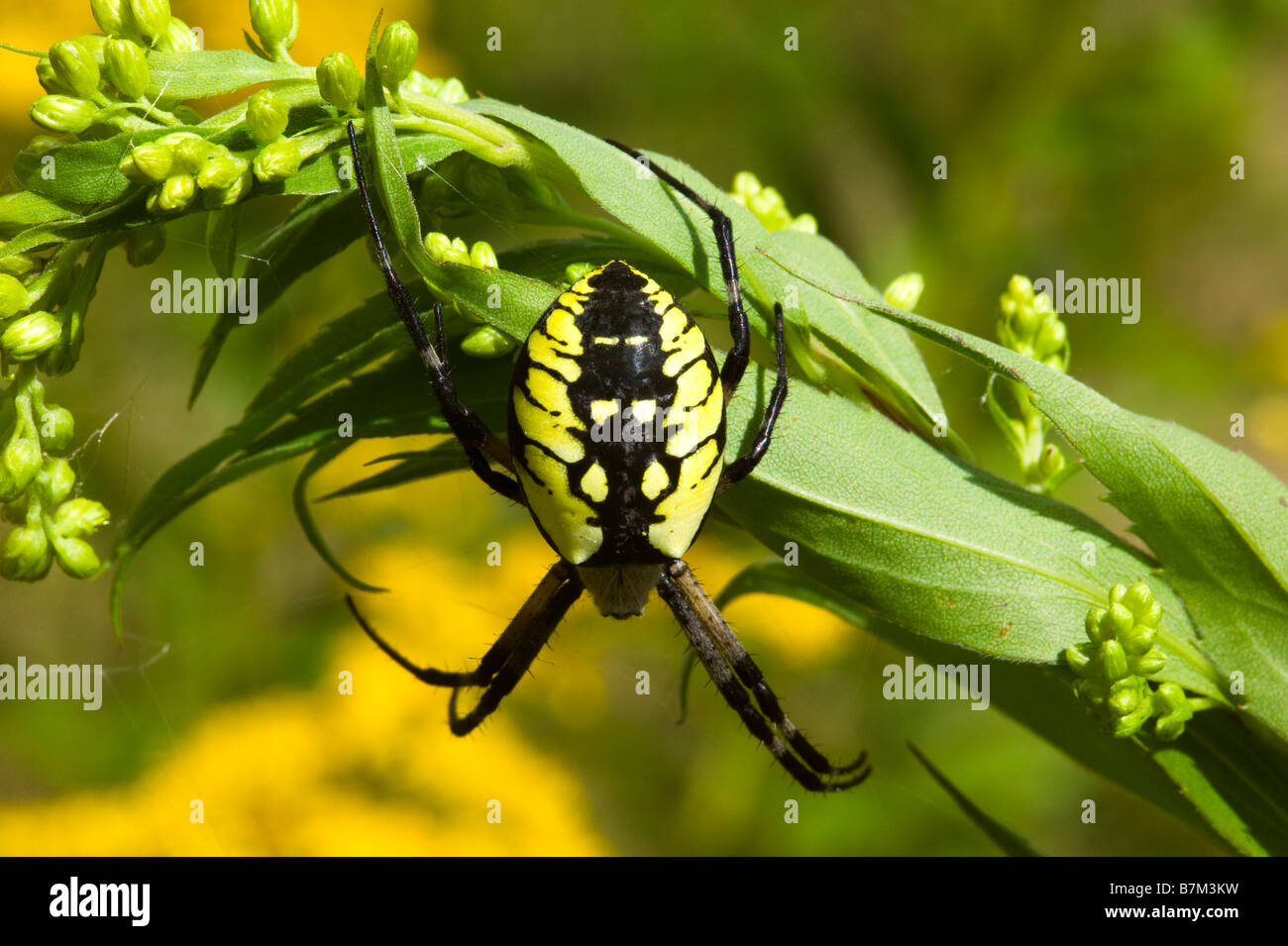A yellow garden spider on it's web Stock Photo - Alamy