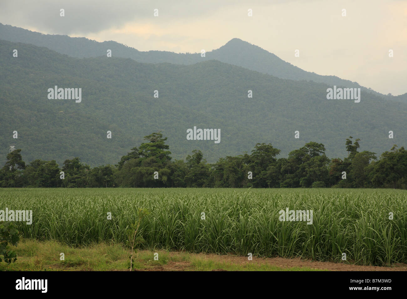 Sugar Cane Field Stock Photo - Alamy