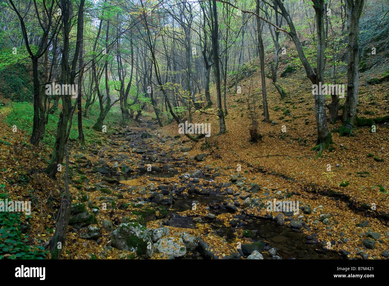 Foggy gorge - landscape Stock Photo - Alamy