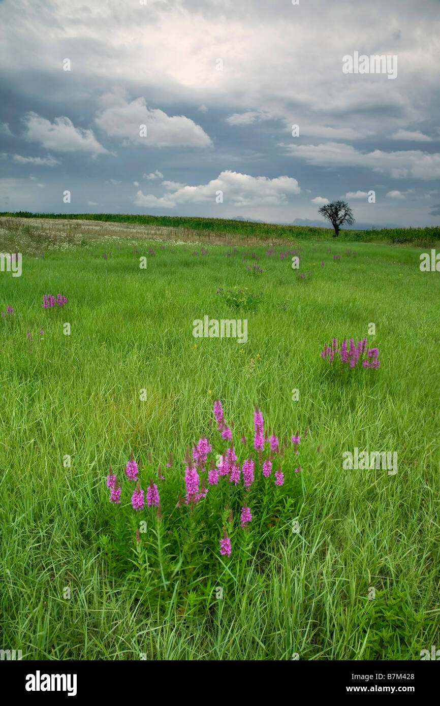 Flower storm hi-res stock photography and images - Alamy