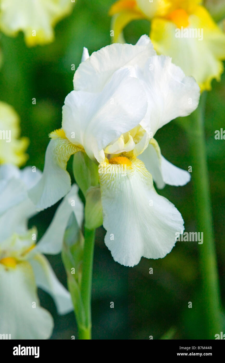 Close up view of a beautiful white Iris Stock Photo - Alamy
