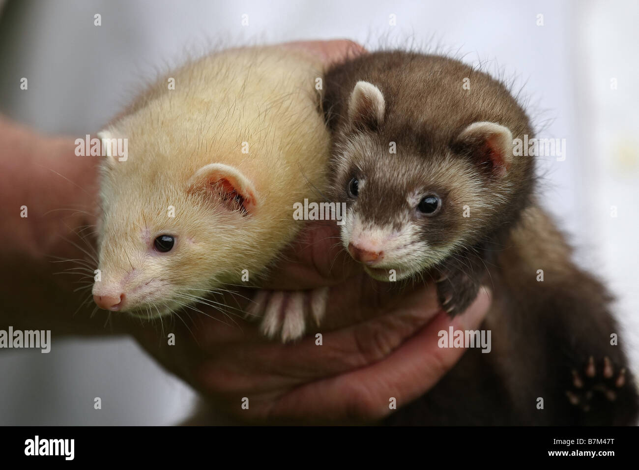 Dark kits hi-res stock photography and images - Alamy