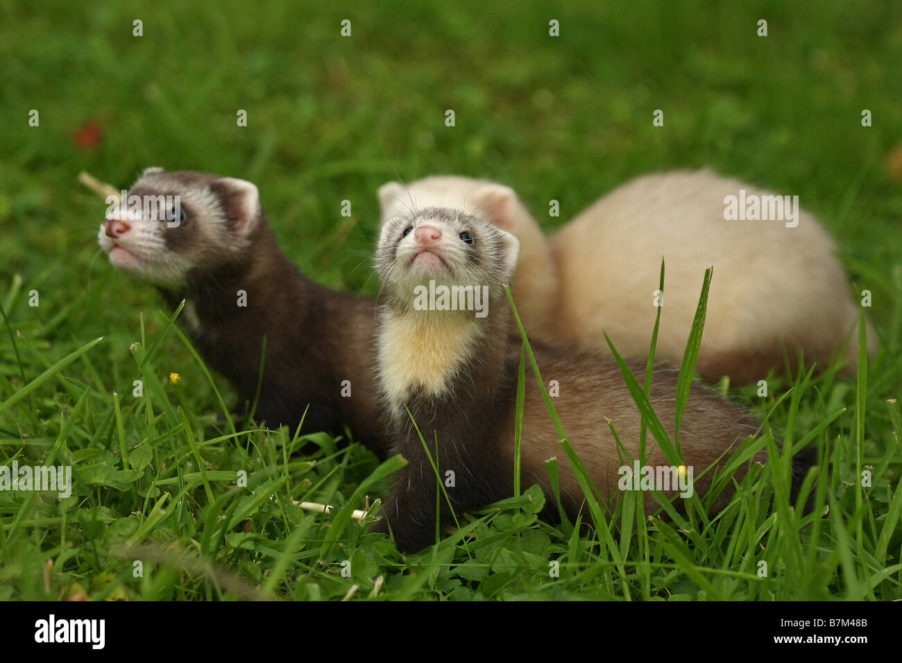 Three ferrets hi-res stock photography and images - Alamy