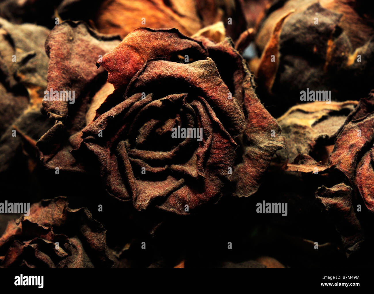 Dried withered red Rose bouquet close up Stock Photo - Alamy