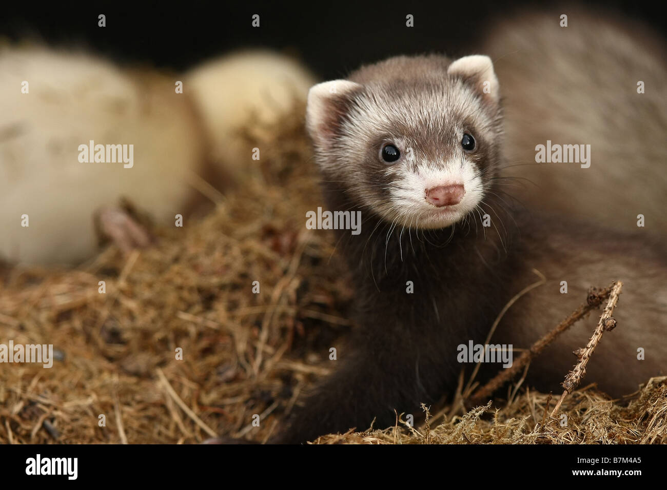 Litter of ferrets hi-res stock photography and images - Alamy
