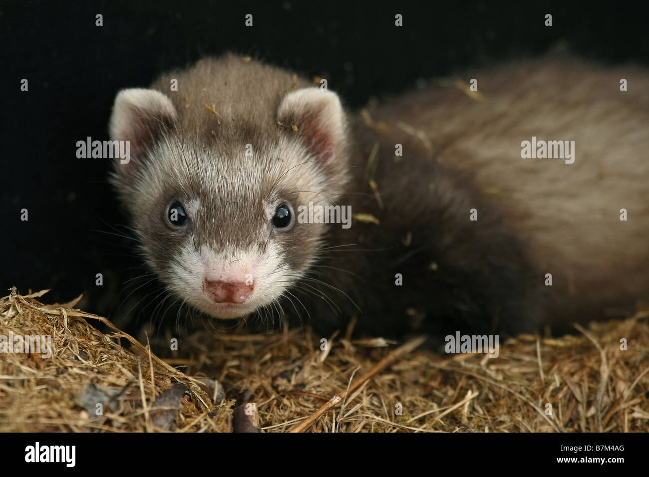 Litter of ferrets hi-res stock photography and images - Alamy