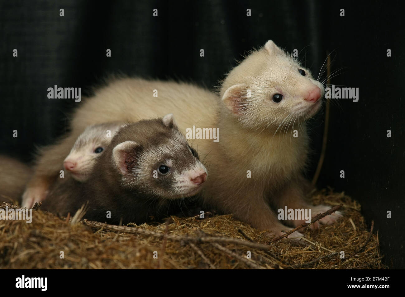 Three ferrets hi-res stock photography and images - Alamy