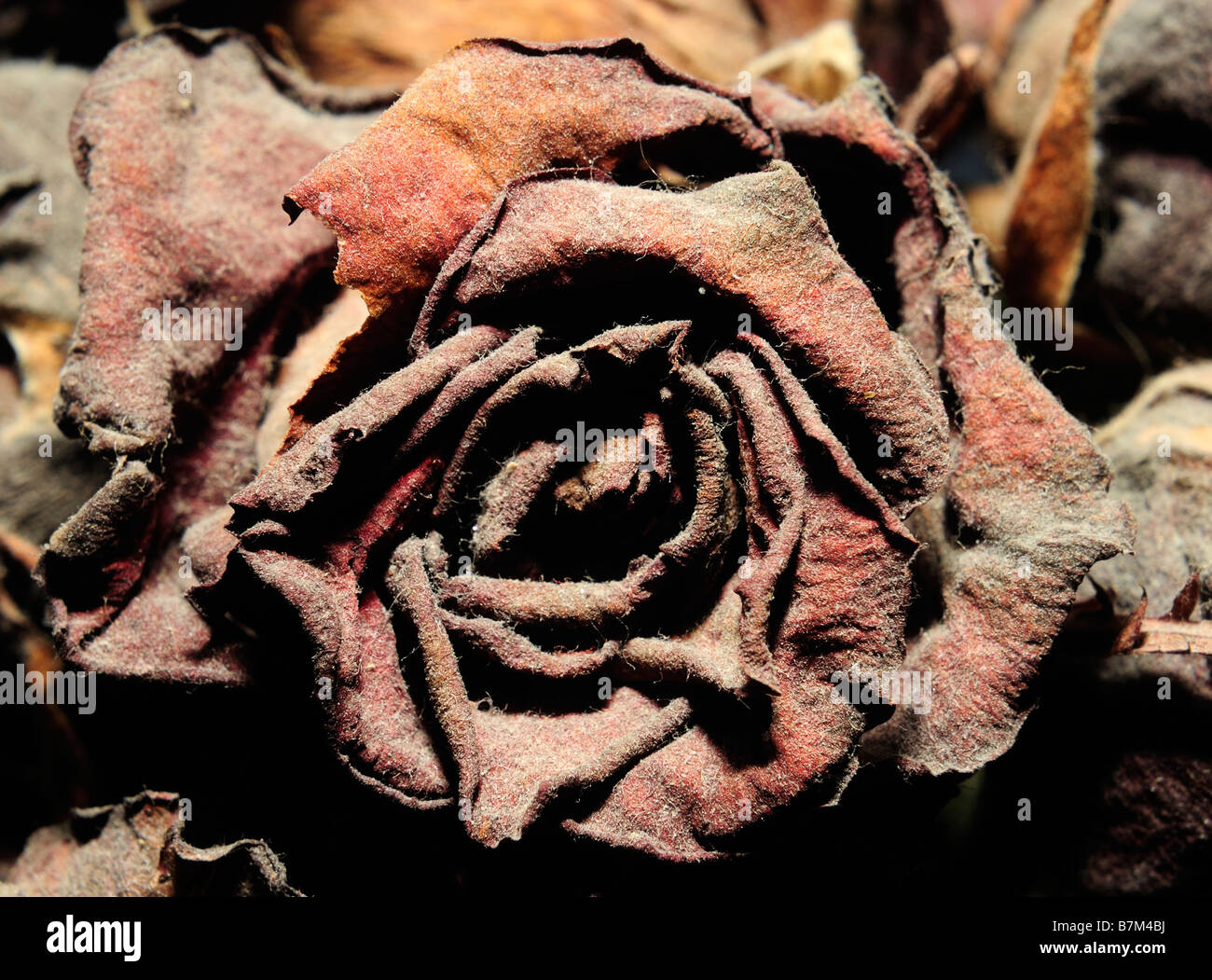 Dried withered red Rose bouquet close up Stock Photo - Alamy