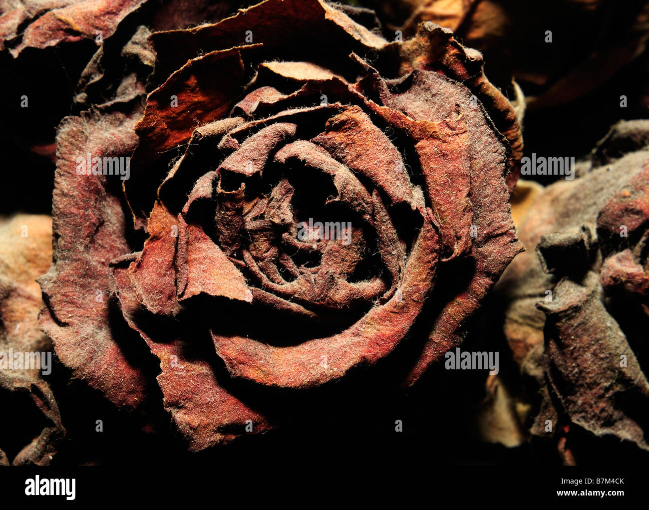Withered away hi-res stock photography and images - Alamy