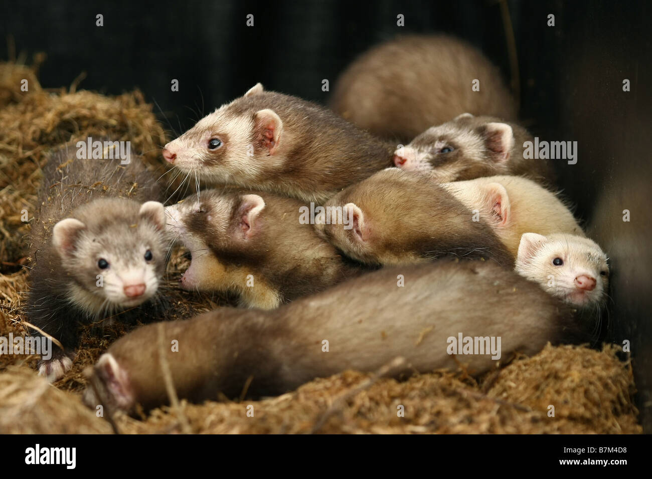 Litter of ferrets hi-res stock photography and images - Alamy