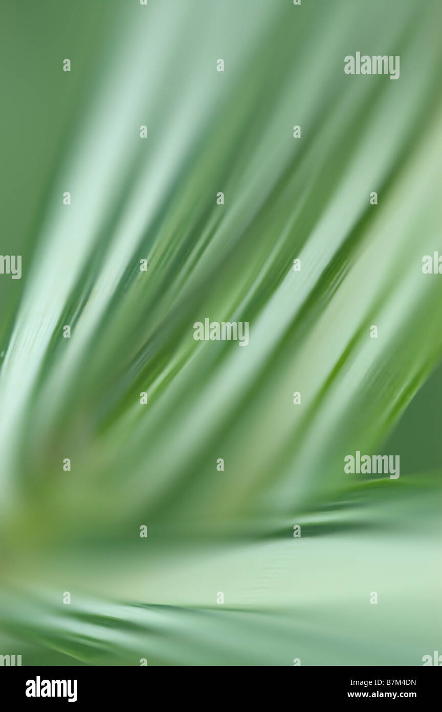 Green Leaf Abstract Stock Photo - Alamy