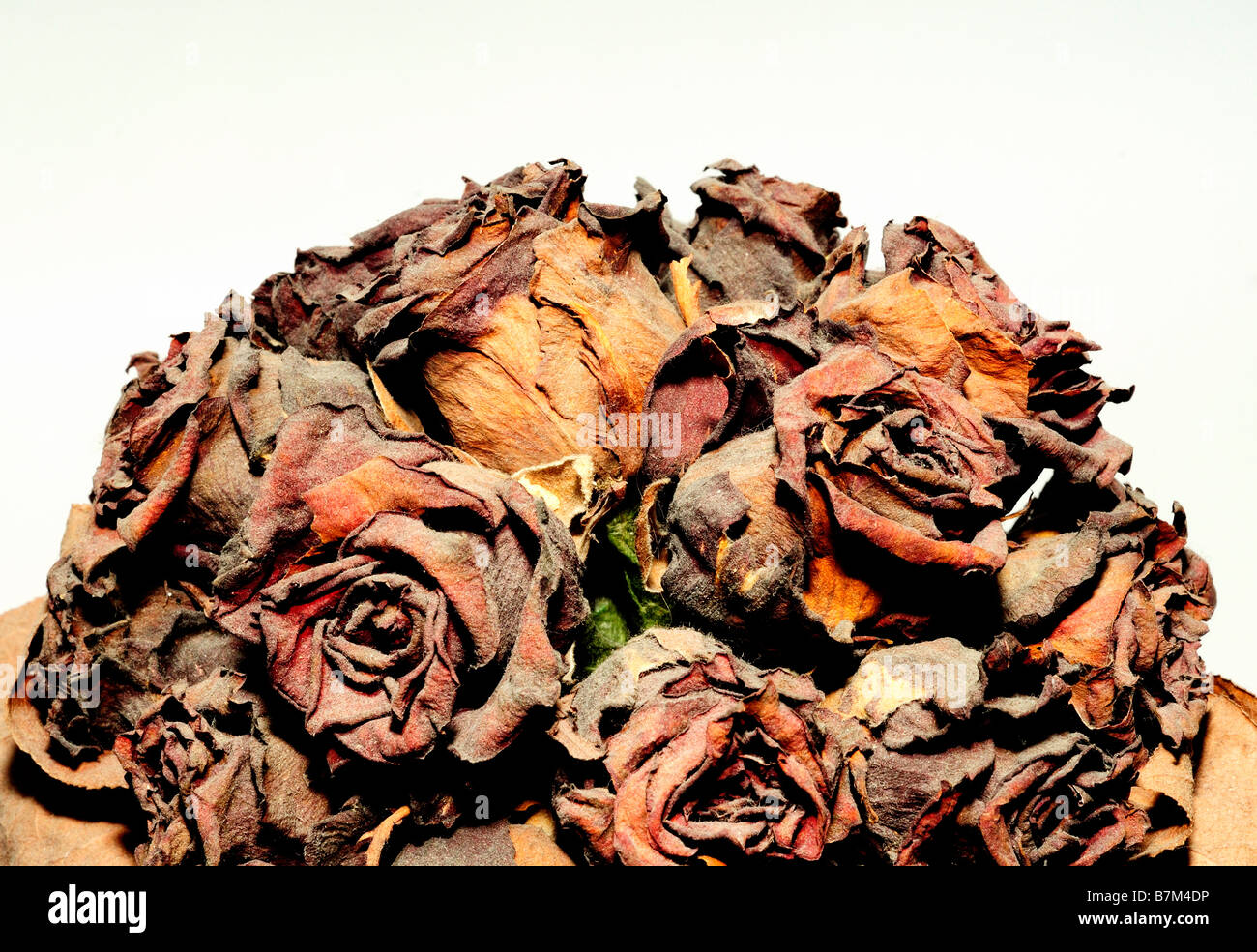 Dried withered red Rose bouquet close up Stock Photo - Alamy
