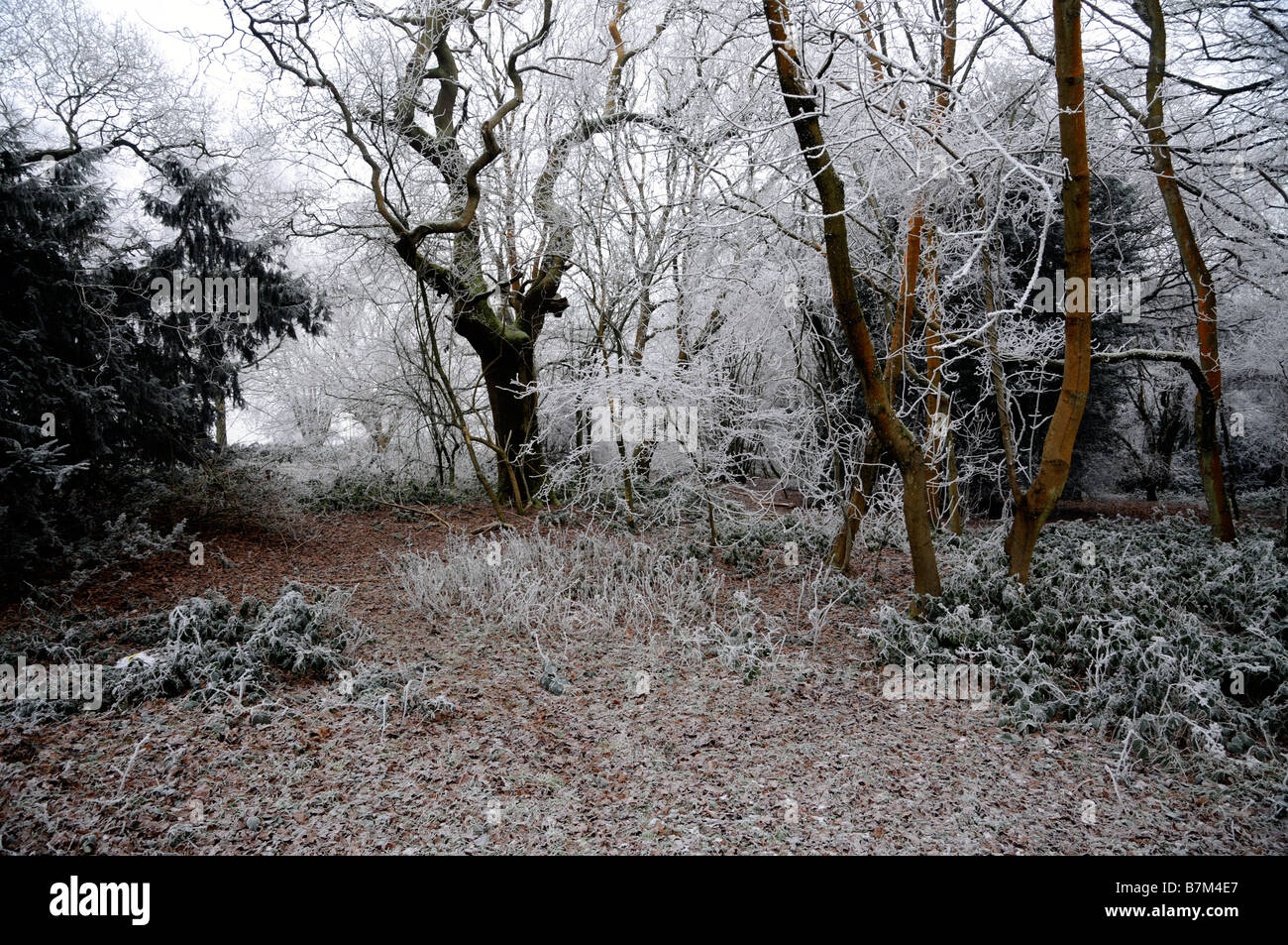 Woodland covered in a winter frost in Surrey, England Stock Photo - Alamy