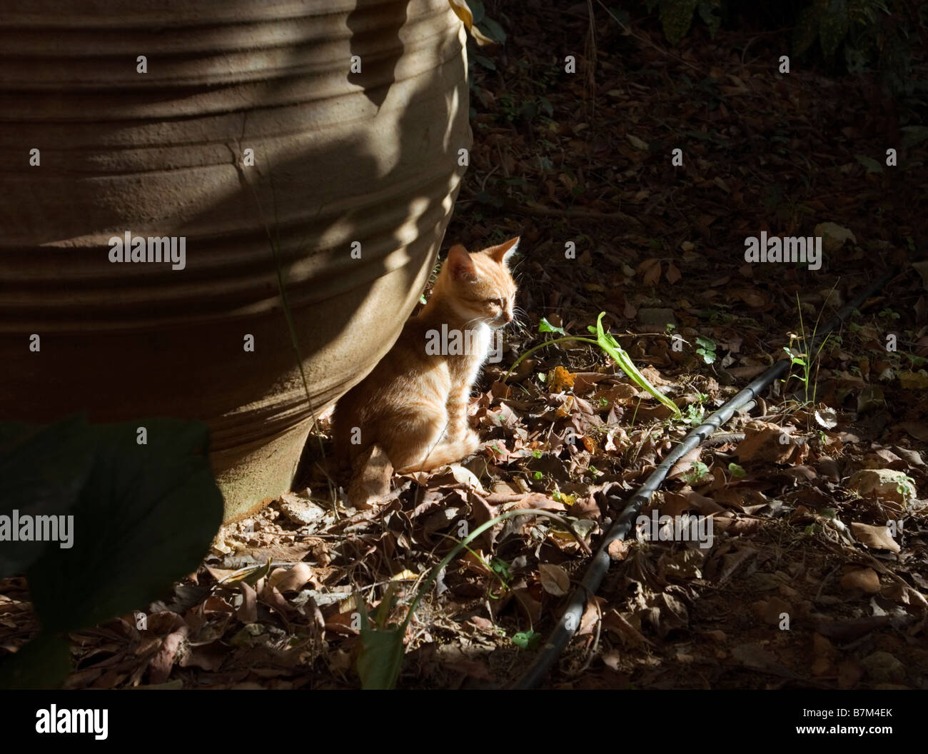 Kitten in sunlight with pot Stock Photo - Alamy