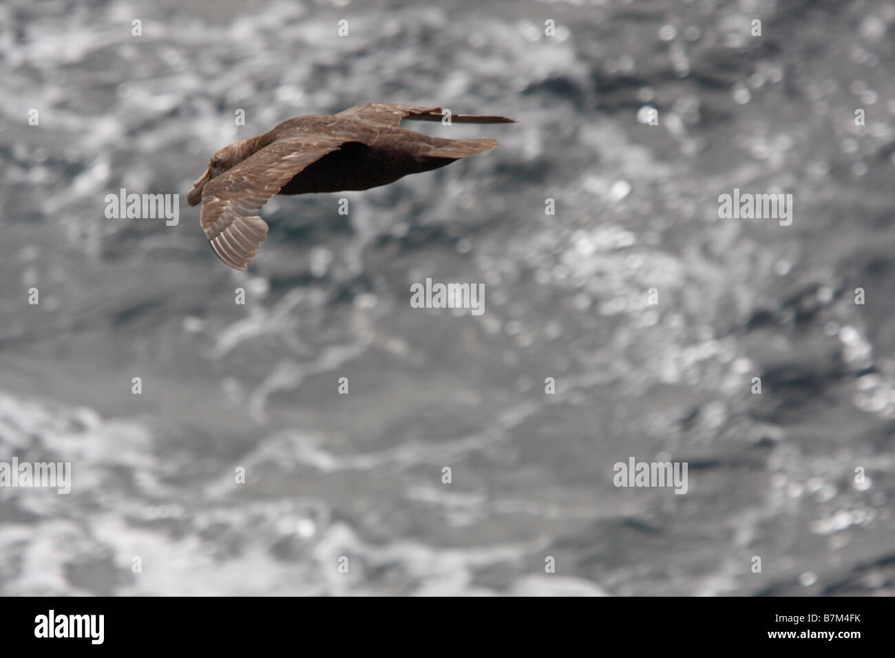 Northern Giant Petrel, Macronectes halli, in flight over the ocean ...