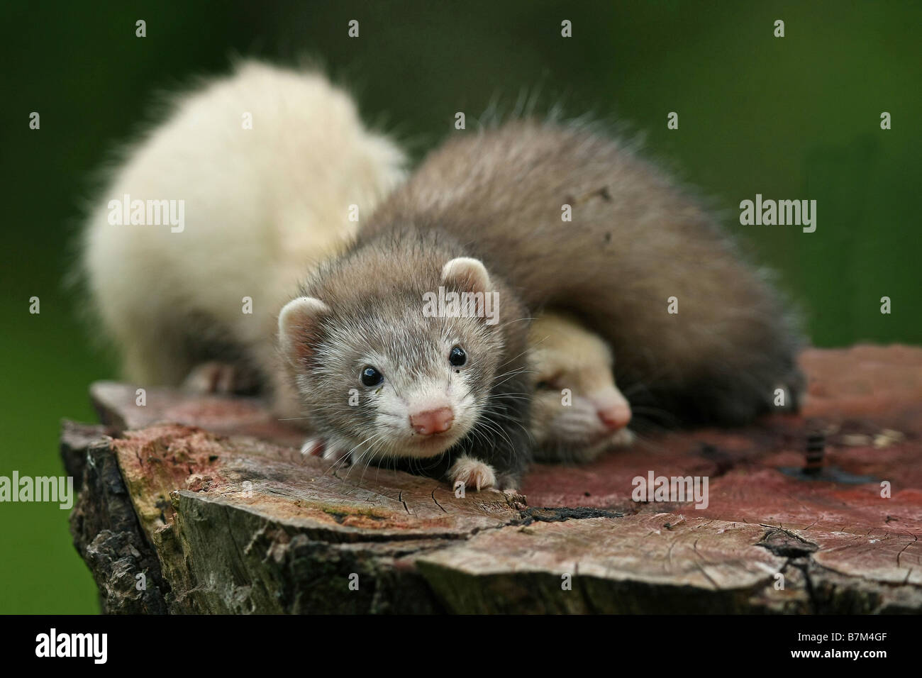 Dark kits hi-res stock photography and images - Alamy