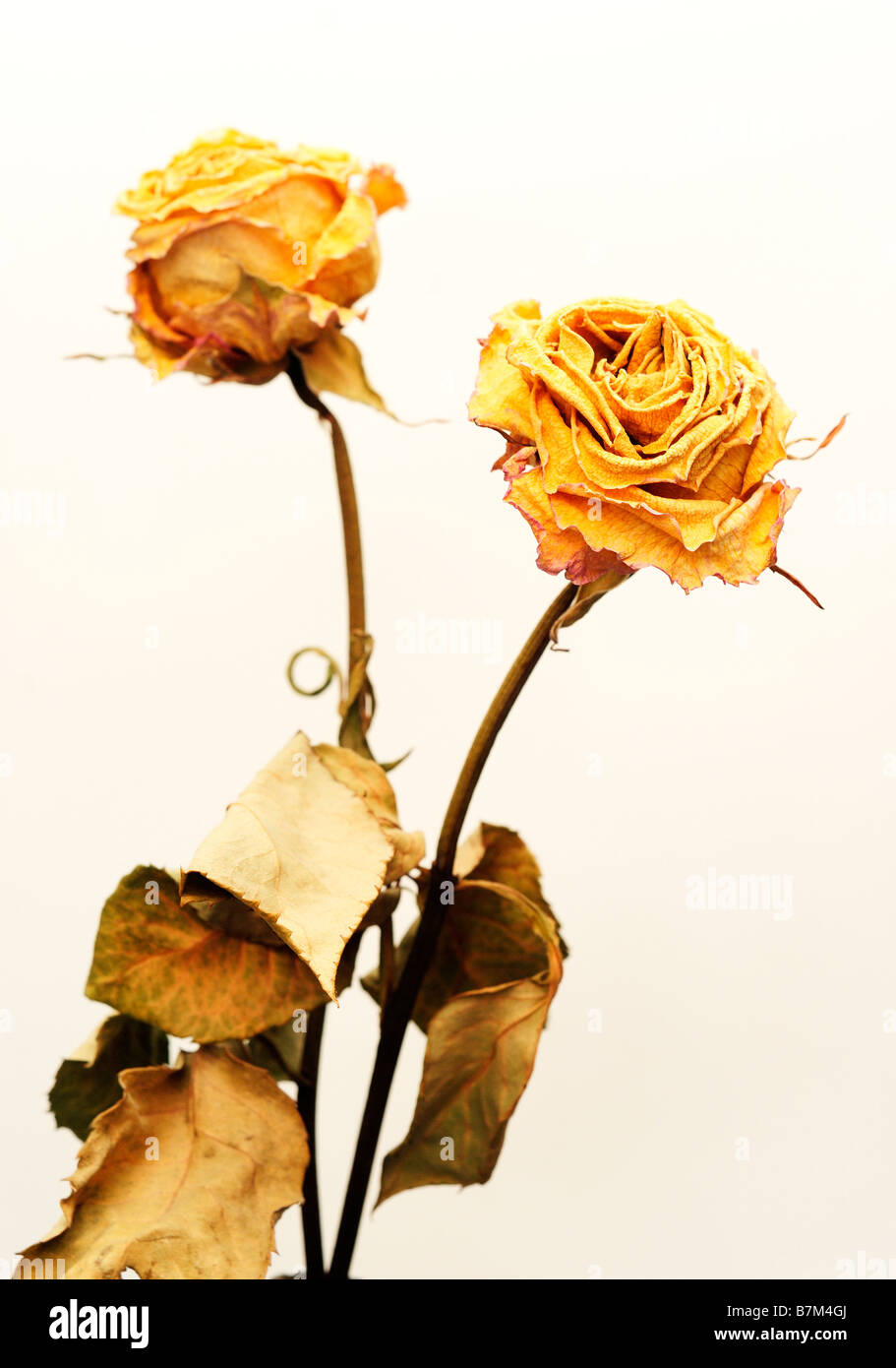 Rosa loving memory rose hi-res stock photography and images - Alamy