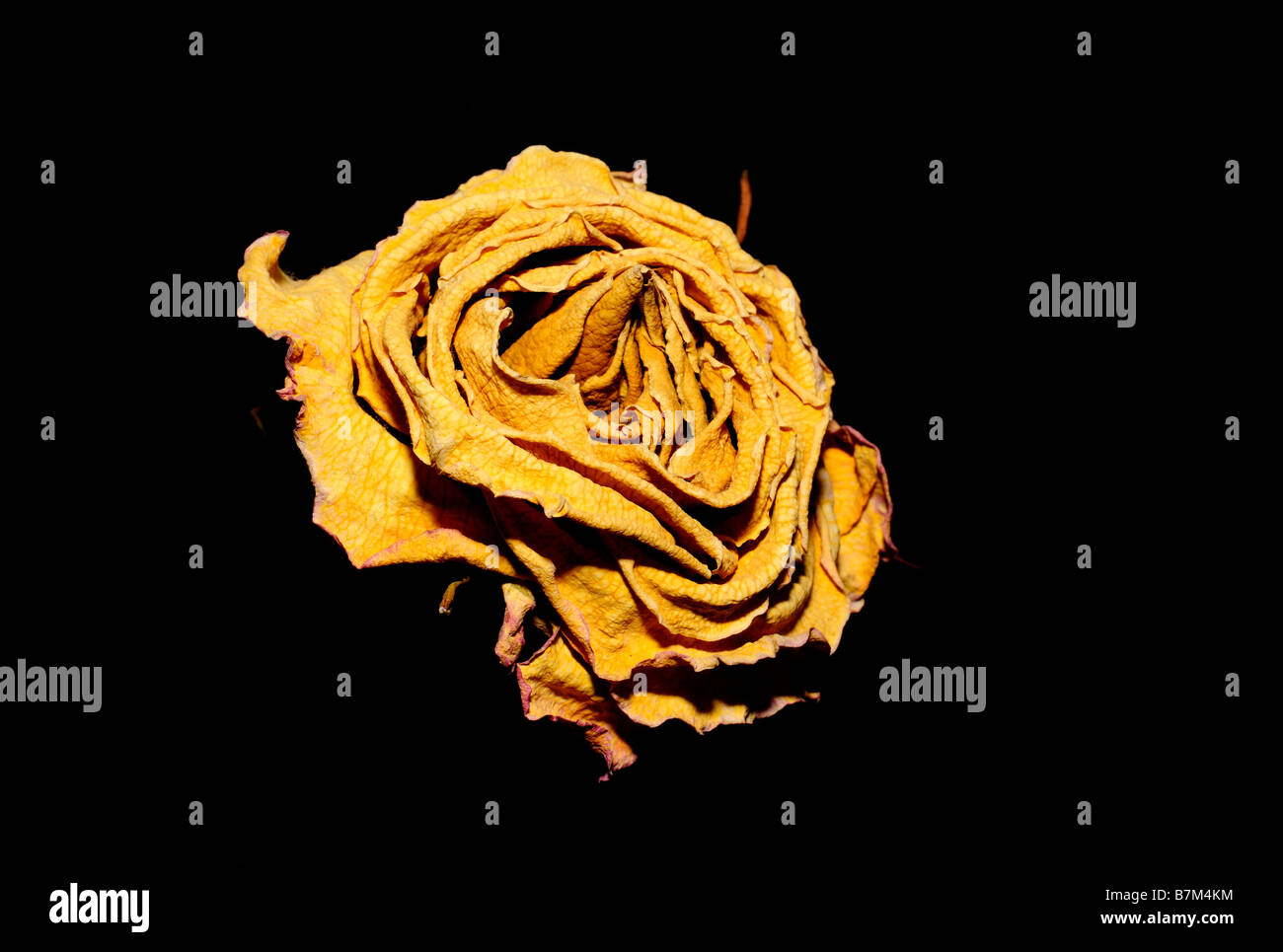 Dried Yellow Rose close up Stock Photo - Alamy