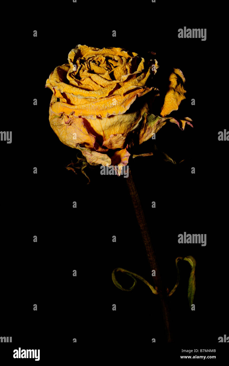 Dried Yellow Rose close up Stock Photo - Alamy