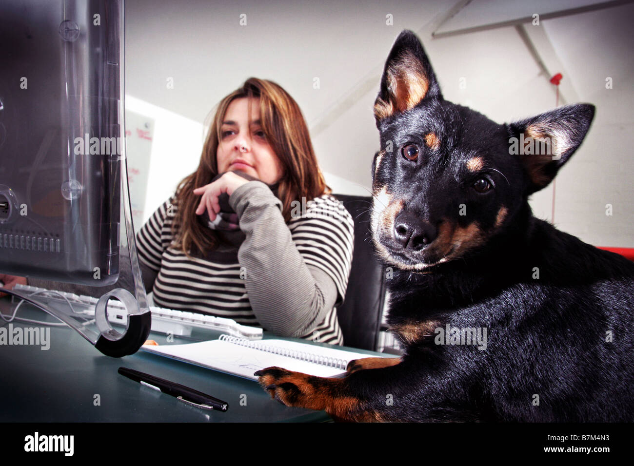 Taking he dog to the office hi-res stock photography and images - Alamy