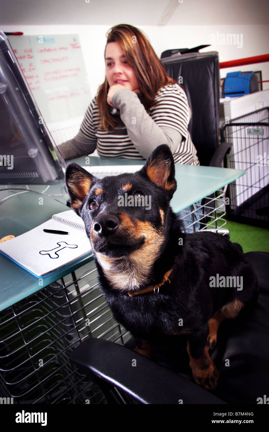 Taking he dog to the office hi-res stock photography and images - Alamy