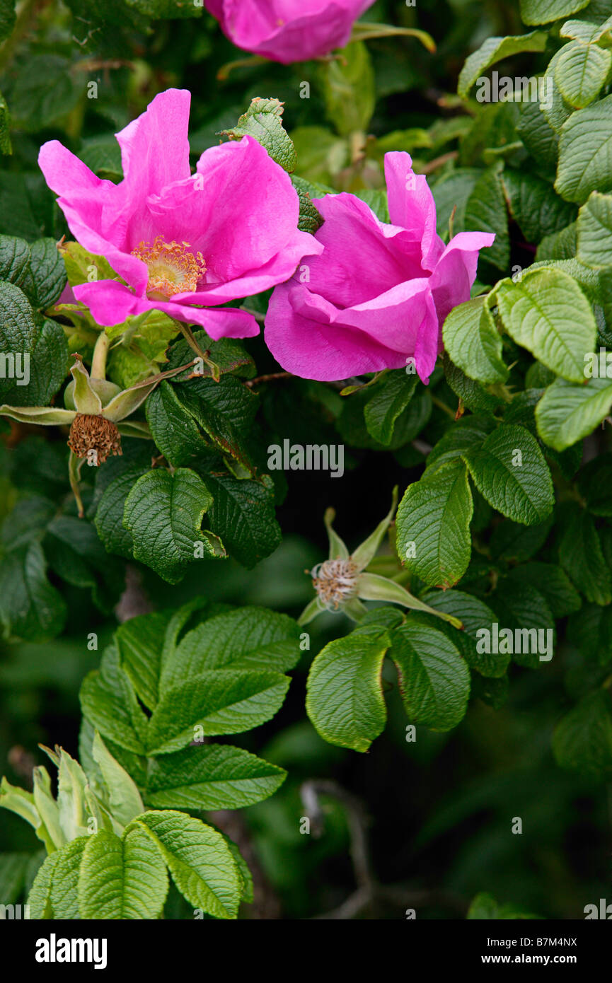 Prickly rose hi-res stock photography and images - Alamy